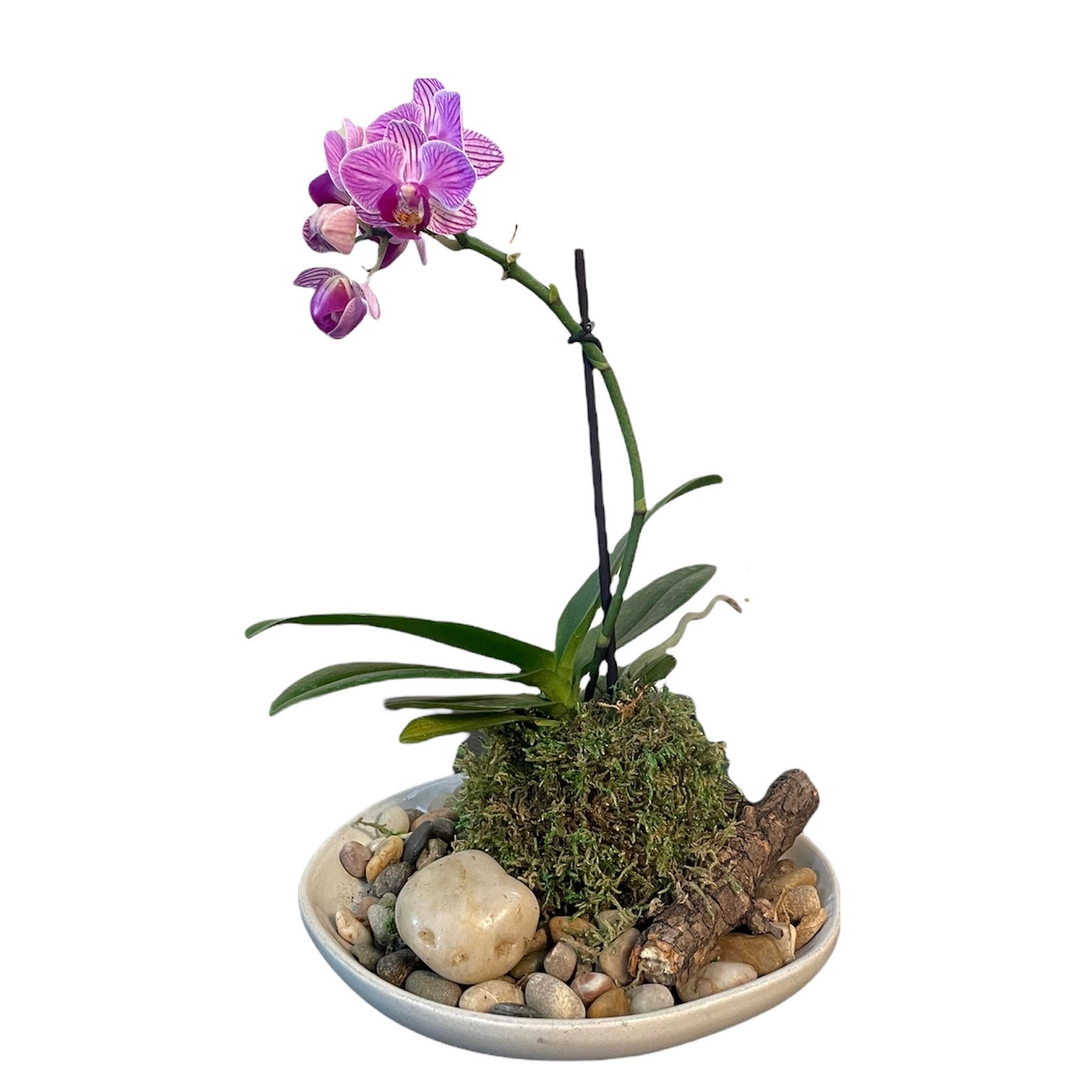 Orchid Plate | Arbor