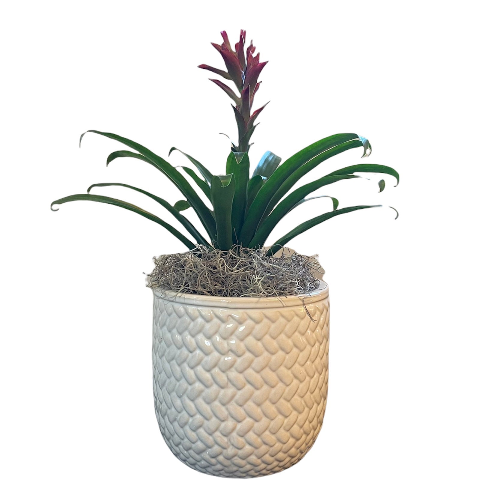 Purple Bromeliad Planter | Arbor